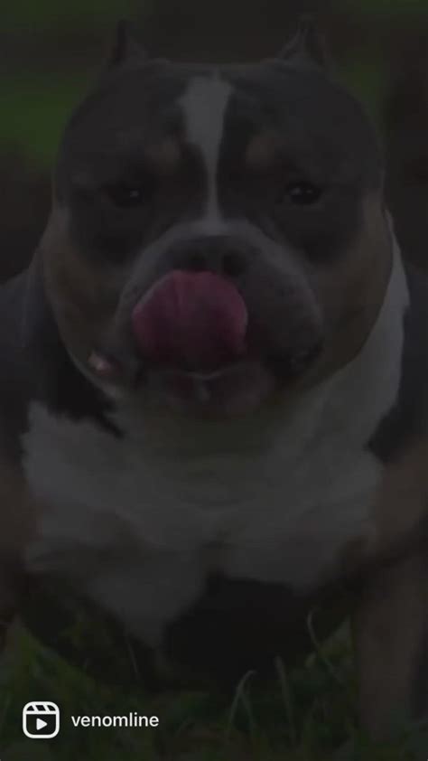 Champion Homie Champion Lil Ting 🐶 Swipe Left American Bully