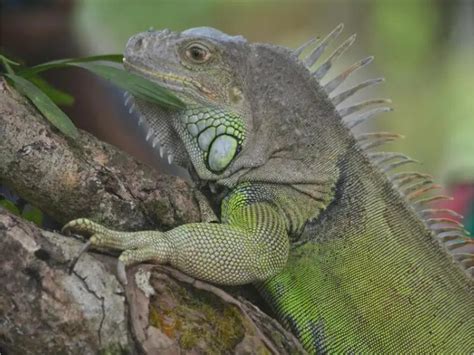 6 tipos de animais de estimação exóticos