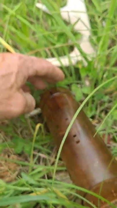 Releasing The Pest In The Wild Good Luck Micey Youtube