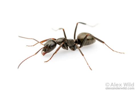Formica Subsericea The Silky Field Ant Is One Of The Most Common