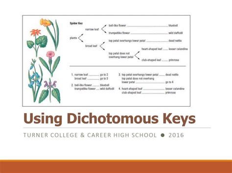 Dichotomous Key Presentation Suitable For Igcse Biology Level Ppt
