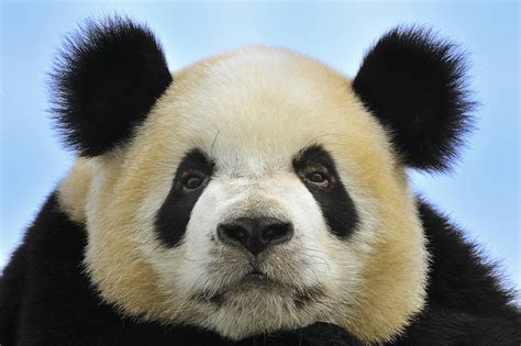 The Un Cuddly Truth About Pandas Wsj
