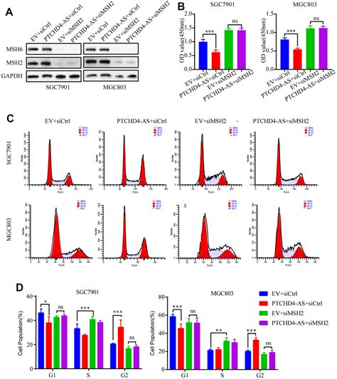 Lnc Ptchd4 As Inhibits Gastric Cancer Through Msh2 Msh6 Dimerization
