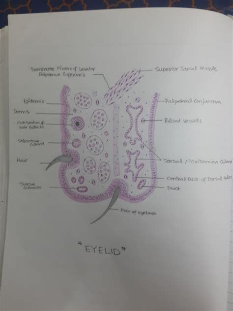 Histology Diagrams For 2nd Year Mbbs Histology Slides Vet Med Medical
