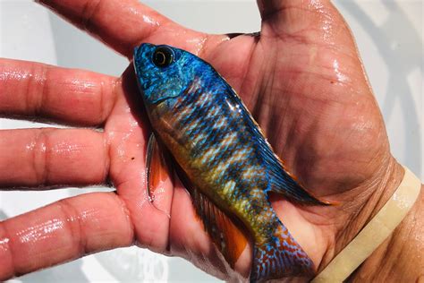 Red Empress Peacock Cichlid