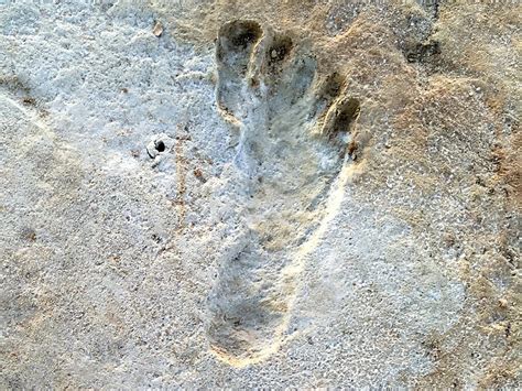 Por Qué Huellas Humanas De 20 Mil Años Revolucionaron Las Teorías De