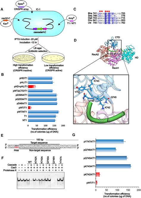 Inter Domain Interaction In Cas3 I C Influences Crispr Interference