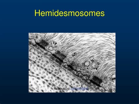 Ppt Cell Adhesion And Junctional Structures In Epithelial Cells