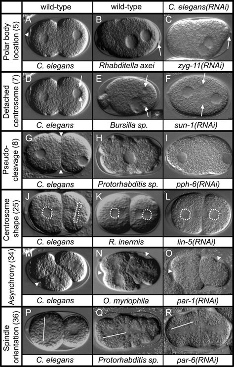 Rnai Experiments In C Elegans Mimic Phenotypes In Other Species Dic