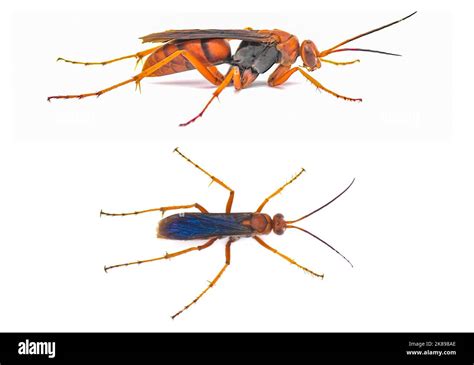 Rusty Spider Wasp Tachypompilus Ferrugineus A Large Reddish Orange