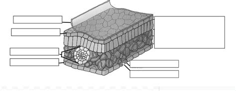 Diagram Of The Leaf Labeling Quizlet