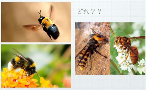 意外と知らない、蜂の種類｜理系学生団体rikejoy《pando》