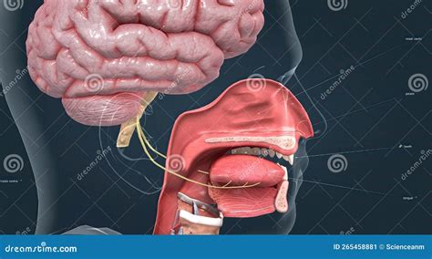 Olfactory Organ There Are Two Olfactory Bulbs On The Bottom Side Of The