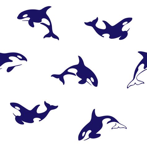 Killer Whale Sketch
