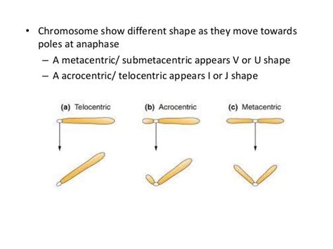 Nucleus Morphology And Function