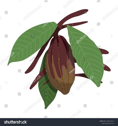 Hand Drawn Cocoa Pod Color Sketch Stock Vector Royalty Free
