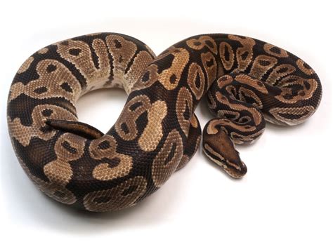 Male Breeder Triple Heterozygous Ultra Het Axanthic Het Clown Ball Pyt