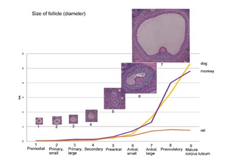 Follicle Development Shown By The Diameter Of Each Class Of Follicles