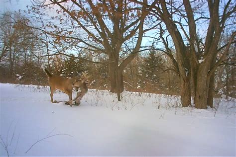 Illinois 13 Point Sheds Other Bucks Head After Carrying It North