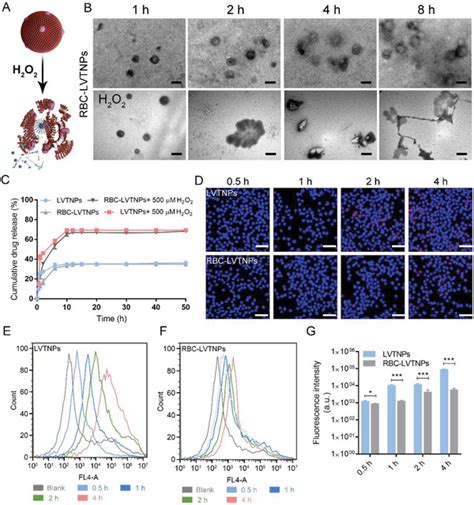 Characterization Of Ros‐sensitive Drug Release And Immune‐evasive Download Scientific Diagram