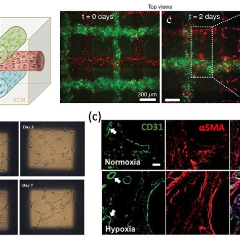 PDF D Bioprinting For Vascularized Tissue Engineered Bone Fabrication