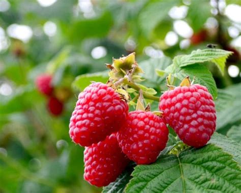 🍇 Symbolism And Benefits Of The European Red Raspberry