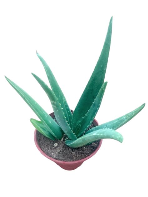 Aloe Vera Herbs N Spices • Teo Joo Guan Horticulture