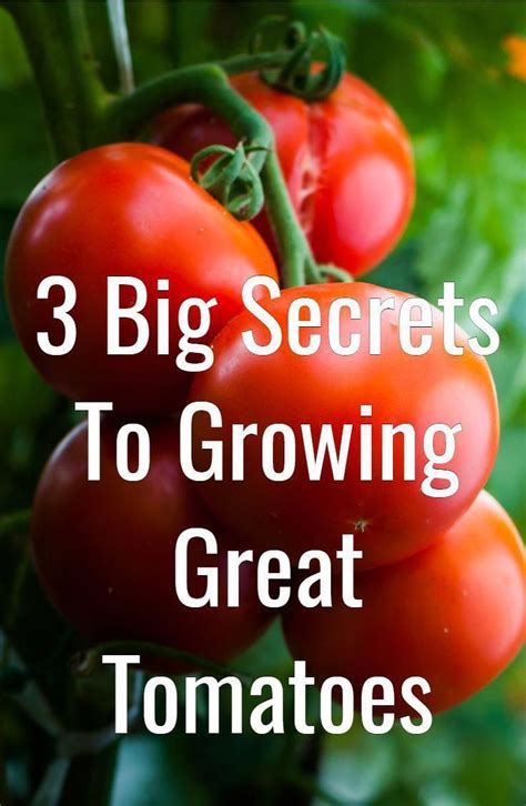 16 Top Secrets For Growing Great Tomatoes Artofit