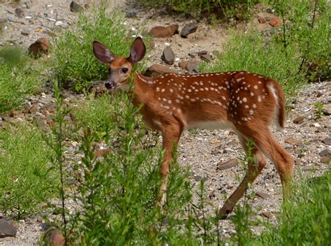 Woods Walks And Wildlife July 2014