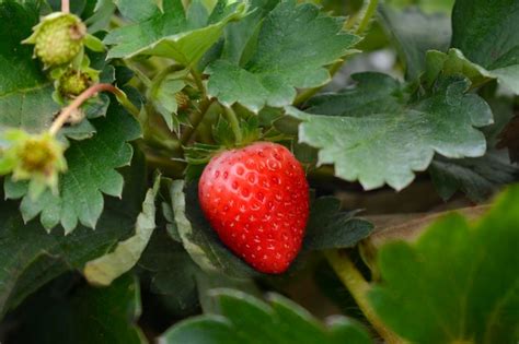 Premium Photo Strawberry Berry Raspberry