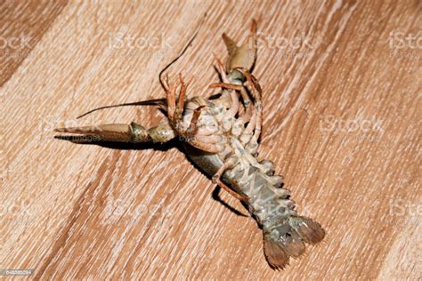 살아있는 왕새우 나무 배경 라이브 대 근접 촬영 신선한 바닷가재에 고립 맥주 간식 강 대 갈고리 발톱에 대한 스톡 사진 및 기타