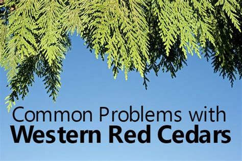 Cedar Tree Disease Identification Ernestina Luke