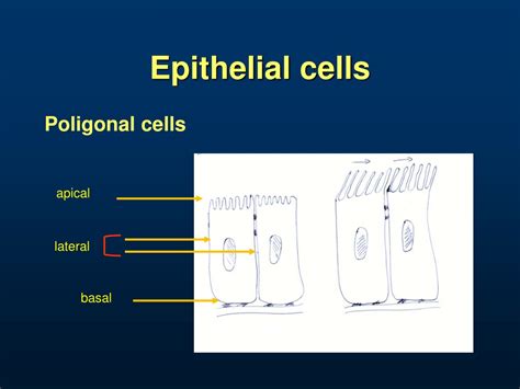 Ppt Cell Adhesion And Junctional Structures In Epithelial Cells