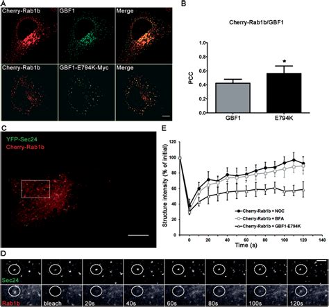 Rab1b And Gbf1 Co Localization And Dynamic Analysis A And B Confocal