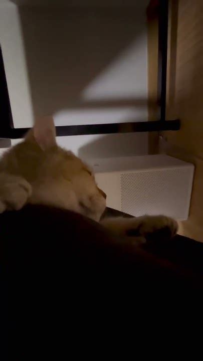 How did she fall asleep like this? #sleepcat - YouTube
