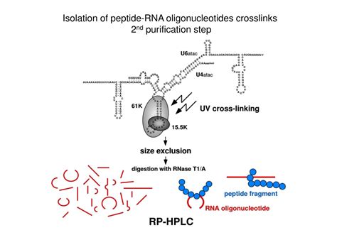 Ppt Evaluation Of Different Matrices For The Maldi Tof Analysis Of