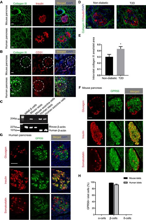 Expression Of Collagen Iii And Gpr56 In Mouse And Human Islets A Mouse