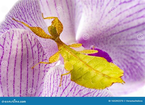Insect Phyllium Bioculatum As Known As Leaf Insect Or Walking Leave