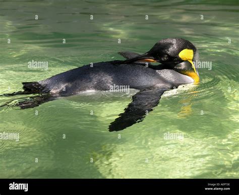 King Penquin Swimming On Its Back In Deep Green Coloured Water Stock
