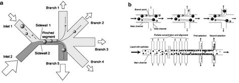 Cell Sorting Techniques A Review Of Label Free Methods Elveflow