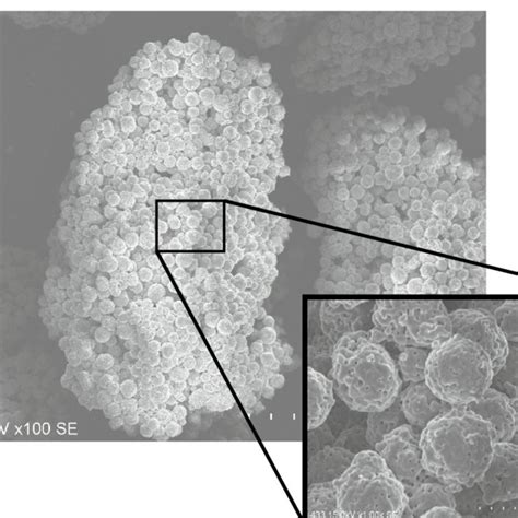 Sem Micrograph Of Hpmm β Tcp Hpmm β Tcp Is A Granular Bone Substitute