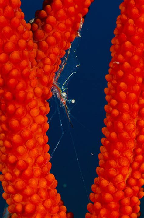 Photographer Spotlight Bob Halstead Scuba Diving