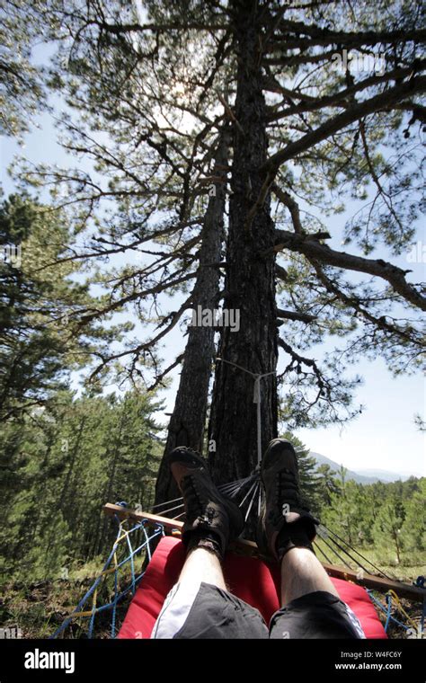 Man Relaxing In The Hammock Stock Photo Alamy