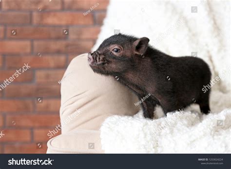 Micro Mini Pig Images Clipart