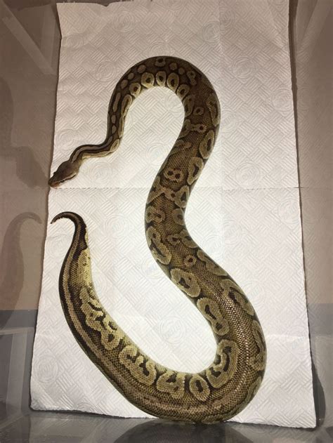 Pewter Royal Python Snake Python Pewter