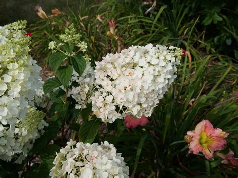 Bobo Hydrangea Care And Growing Guide Plantly