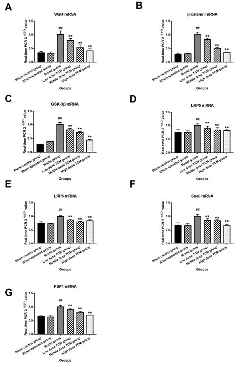 Rt Pcr Analysis Of Wntβ Catenin Signaling Pathway Components P