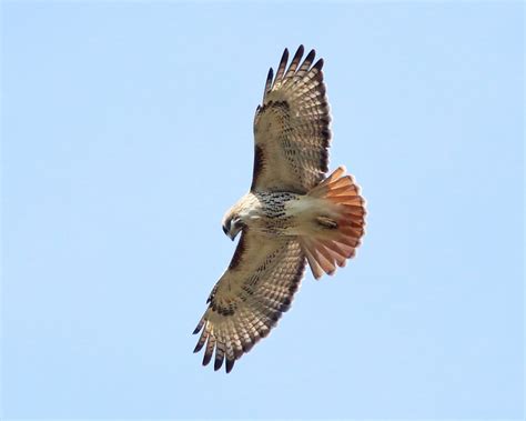 Red Tailed Hawk Emuseum Of Natural History