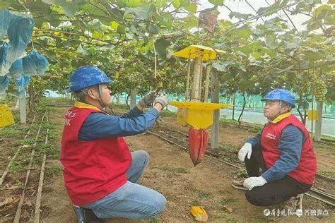 国网泰安供电公司：“阳光玫瑰”缀满藤，电力护航果飘香服务用电葡萄