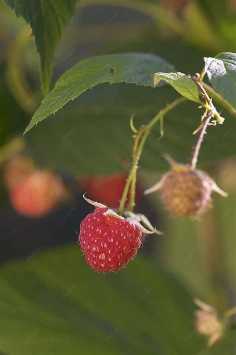 Raspberry Freshly Raspberry Flora Photo Background And Picture For Free